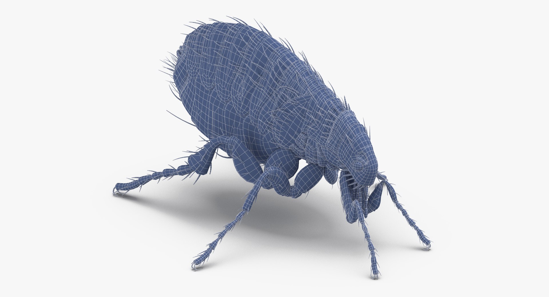 3D Flea Standing - TurboSquid 1375624