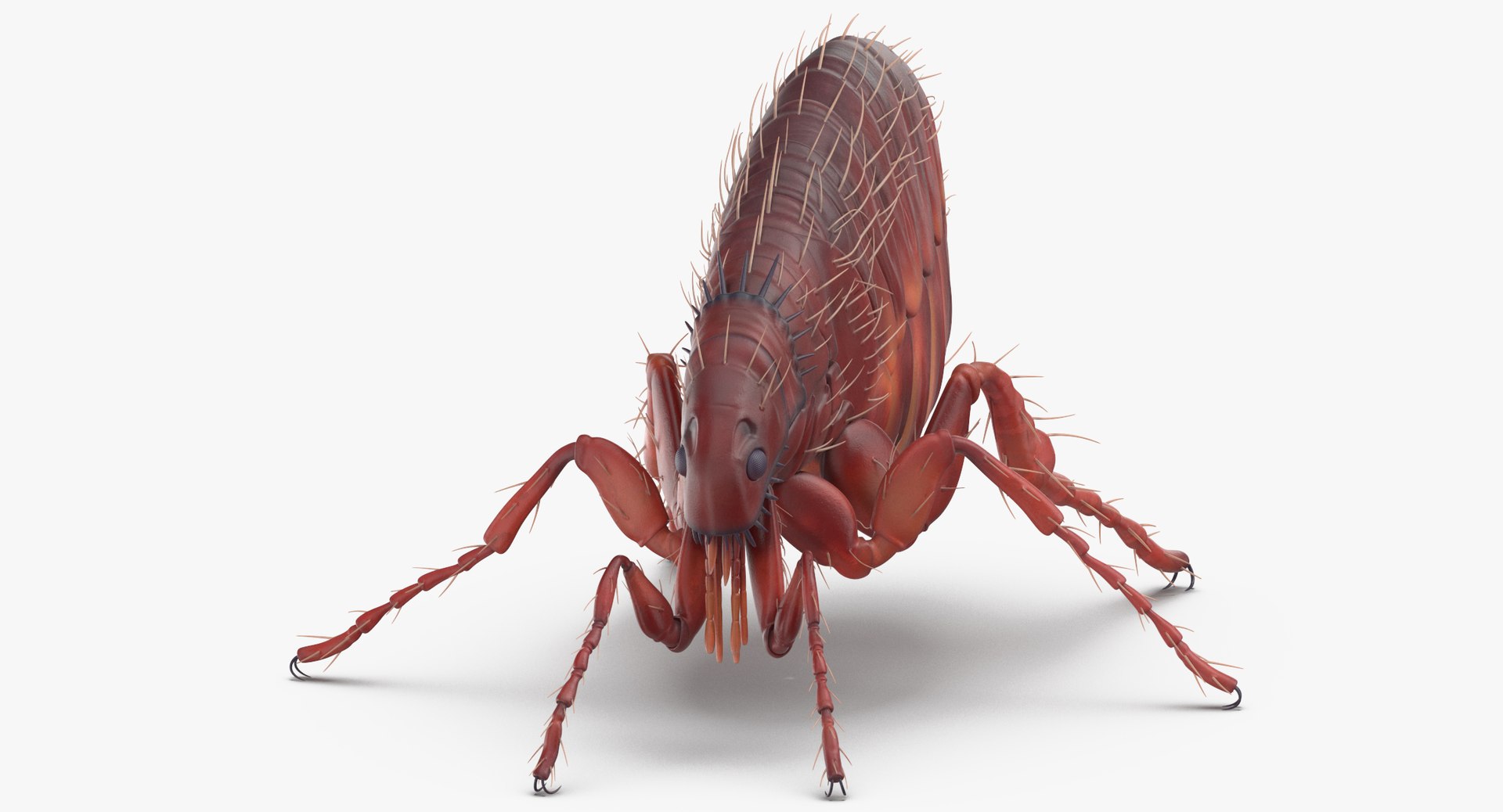 3D Flea Standing - TurboSquid 1375624