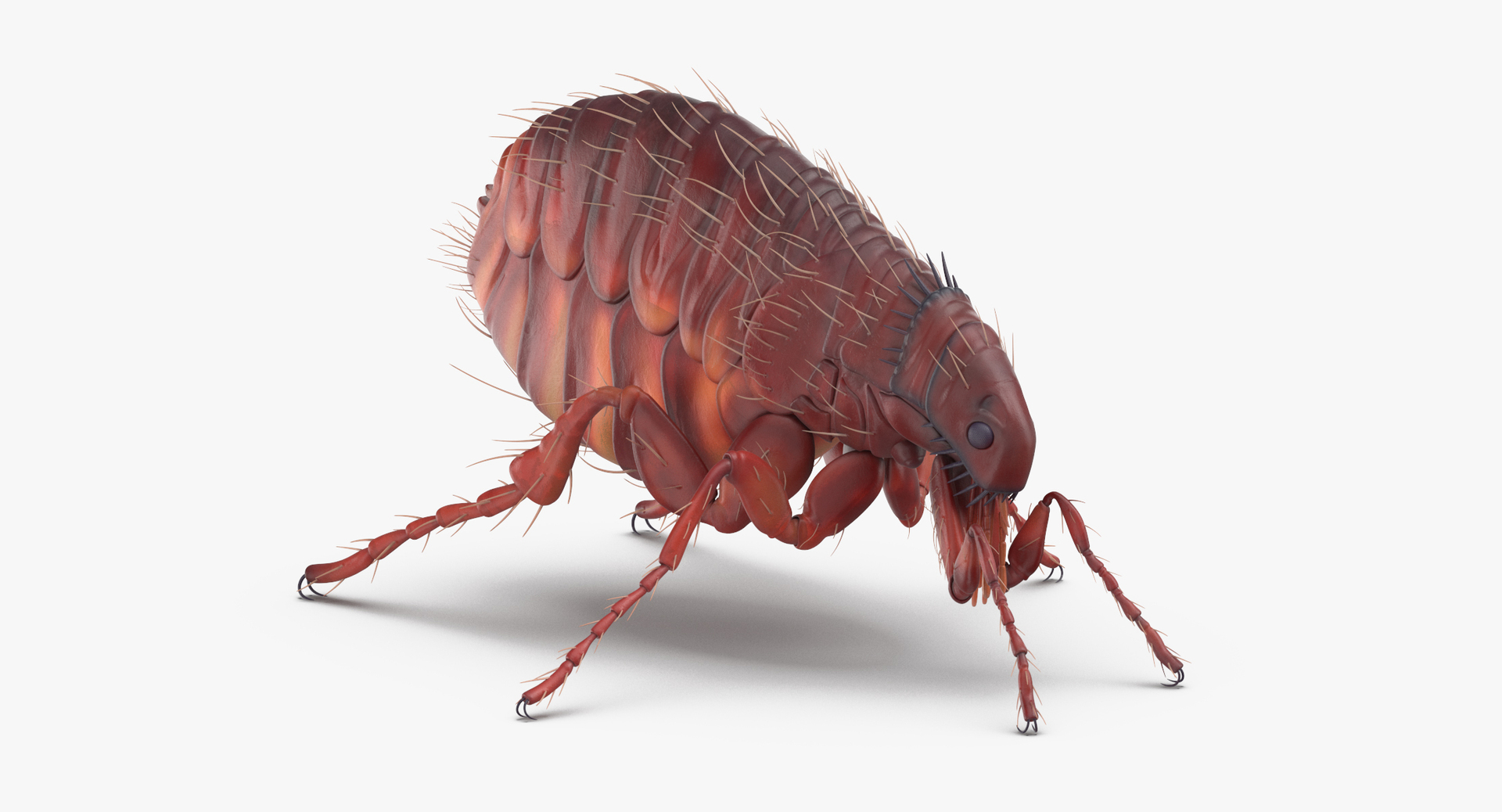 3D Flea Standing - TurboSquid 1375624