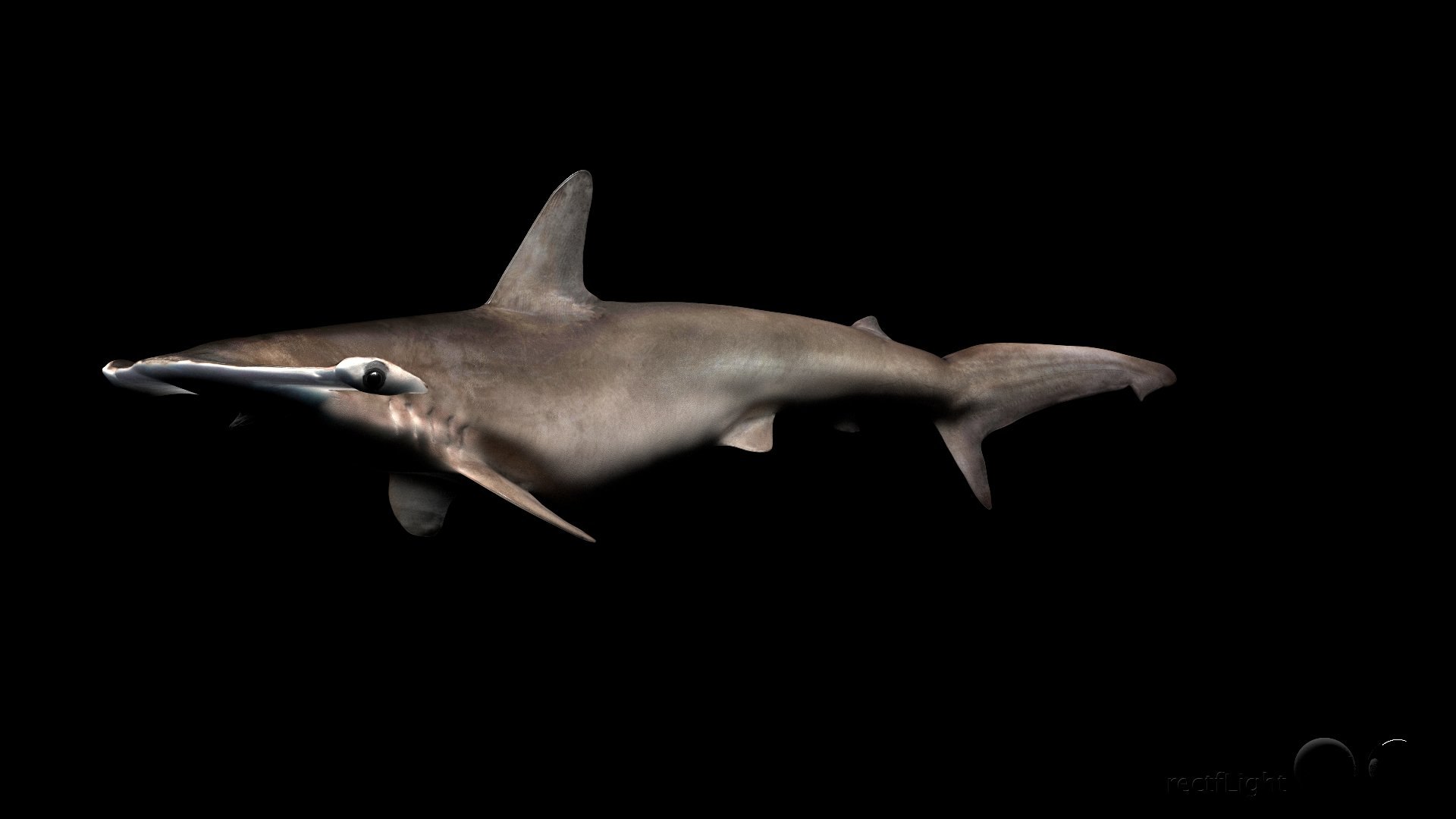 Rigged HammerheadShark Model - TurboSquid 2009879