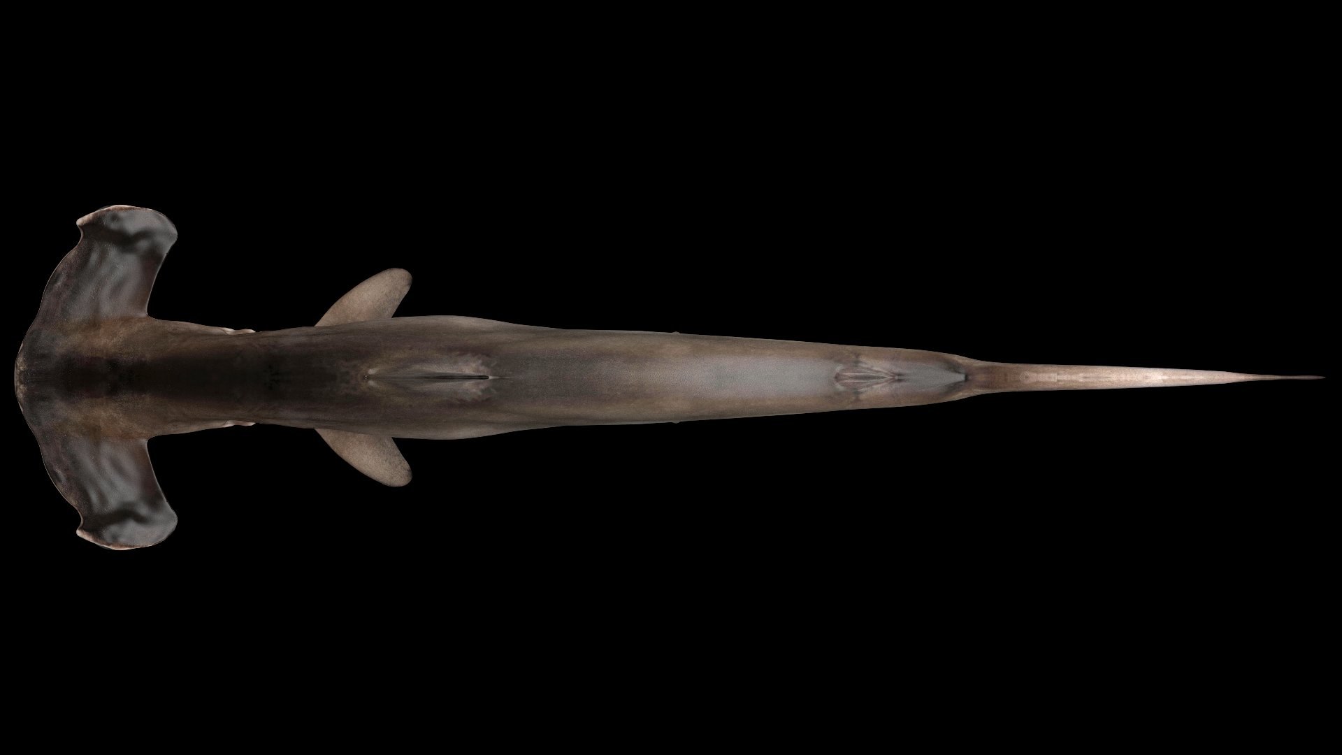 Rigged HammerheadShark Model - TurboSquid 2009879