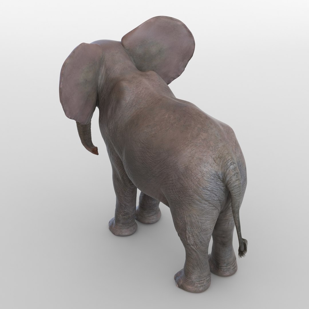 baby elephant 3d model