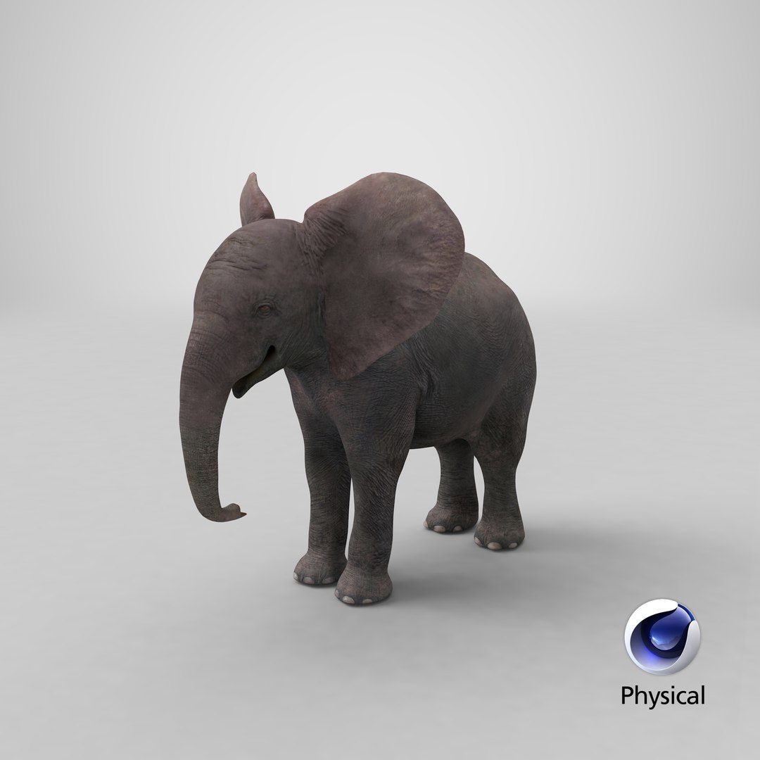 Baby Elephant 3d Model