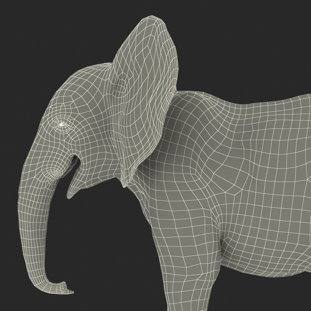 Baby Elephant 3d Model