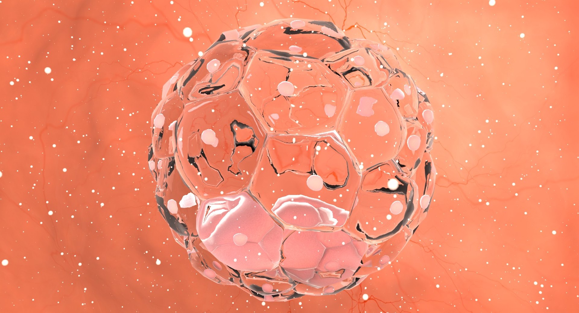 Blastocyst Ovum General Model - TurboSquid 1369949