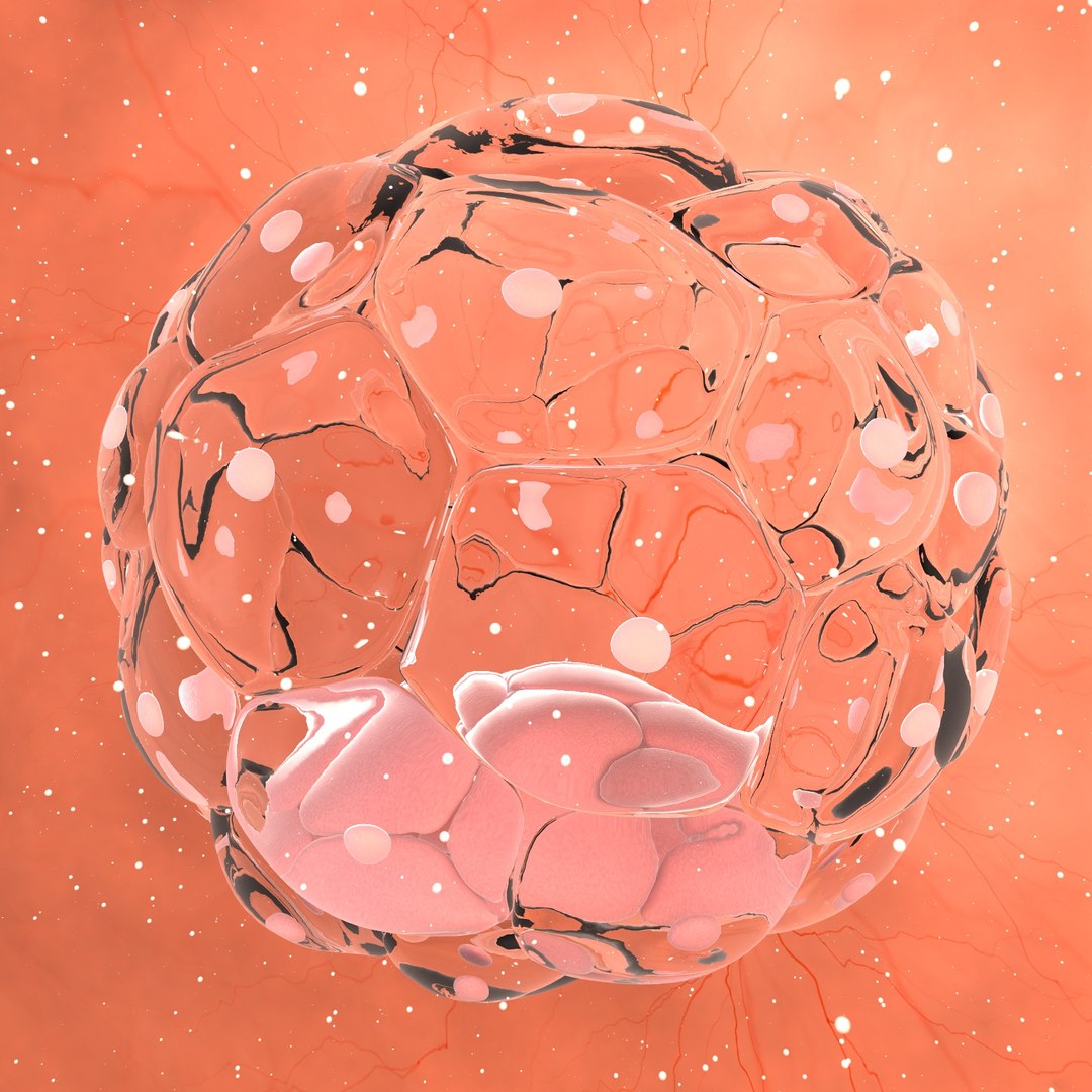Blastocyst Ovum General Model - TurboSquid 1369949