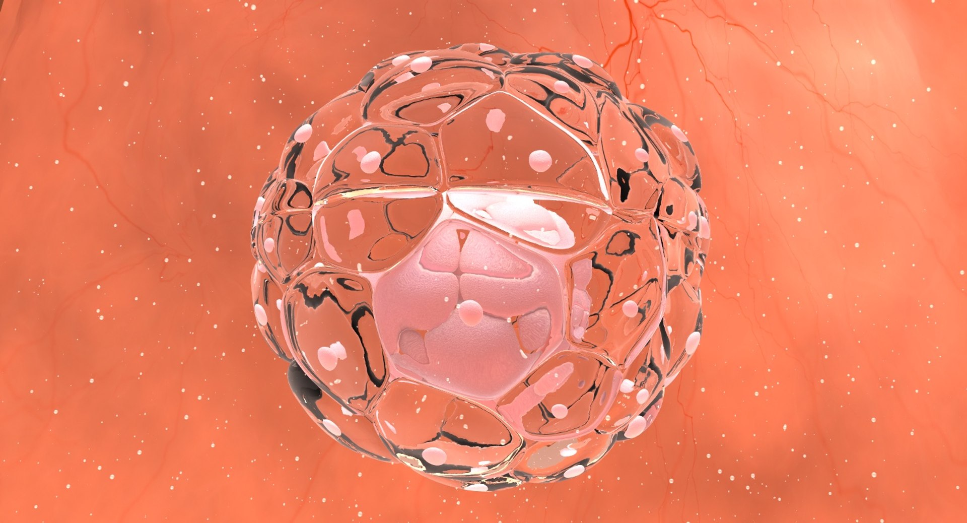 Blastocyst Ovum General Model - TurboSquid 1369949