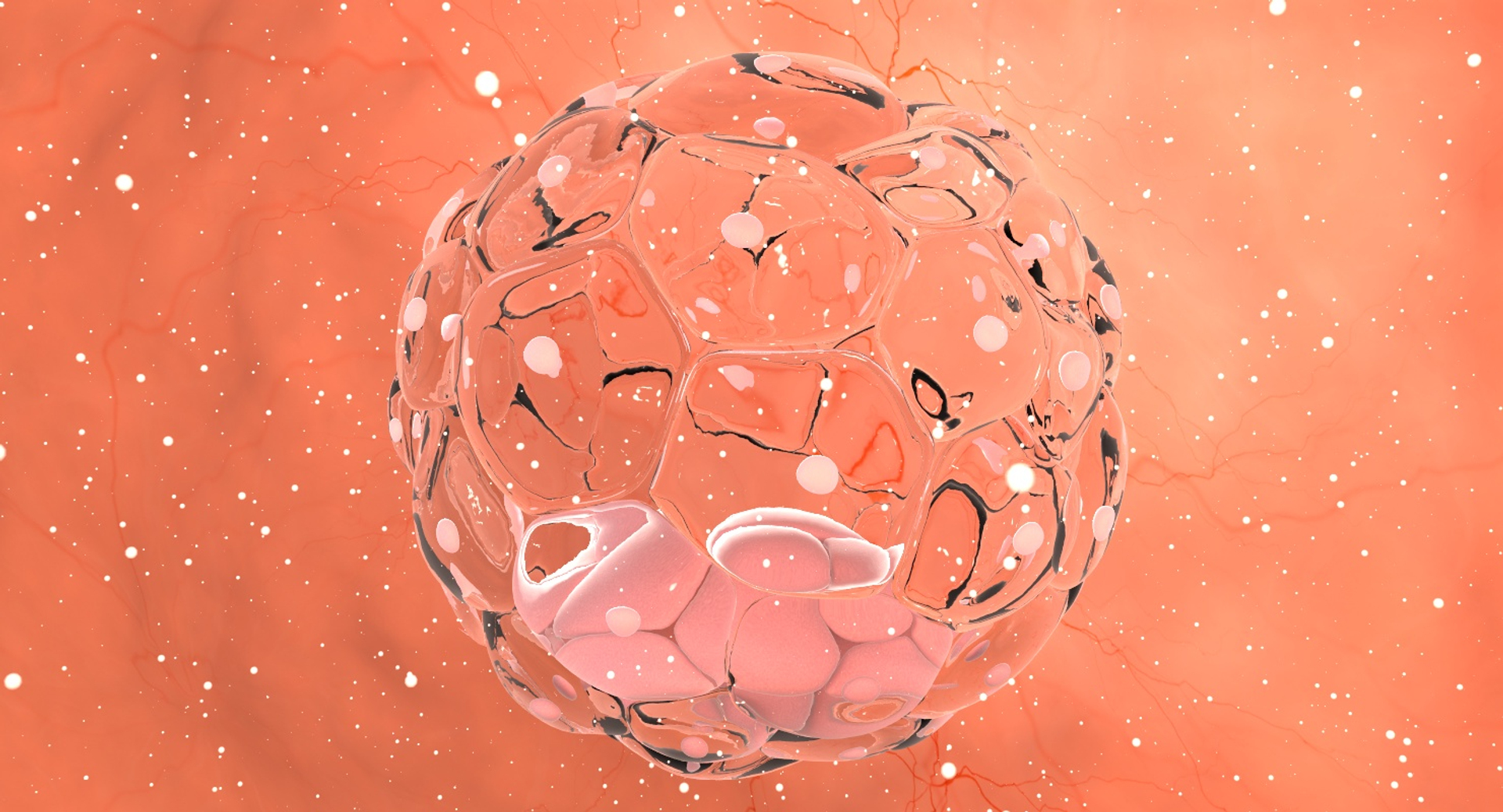 Blastocyst Ovum General Model - TurboSquid 1369949