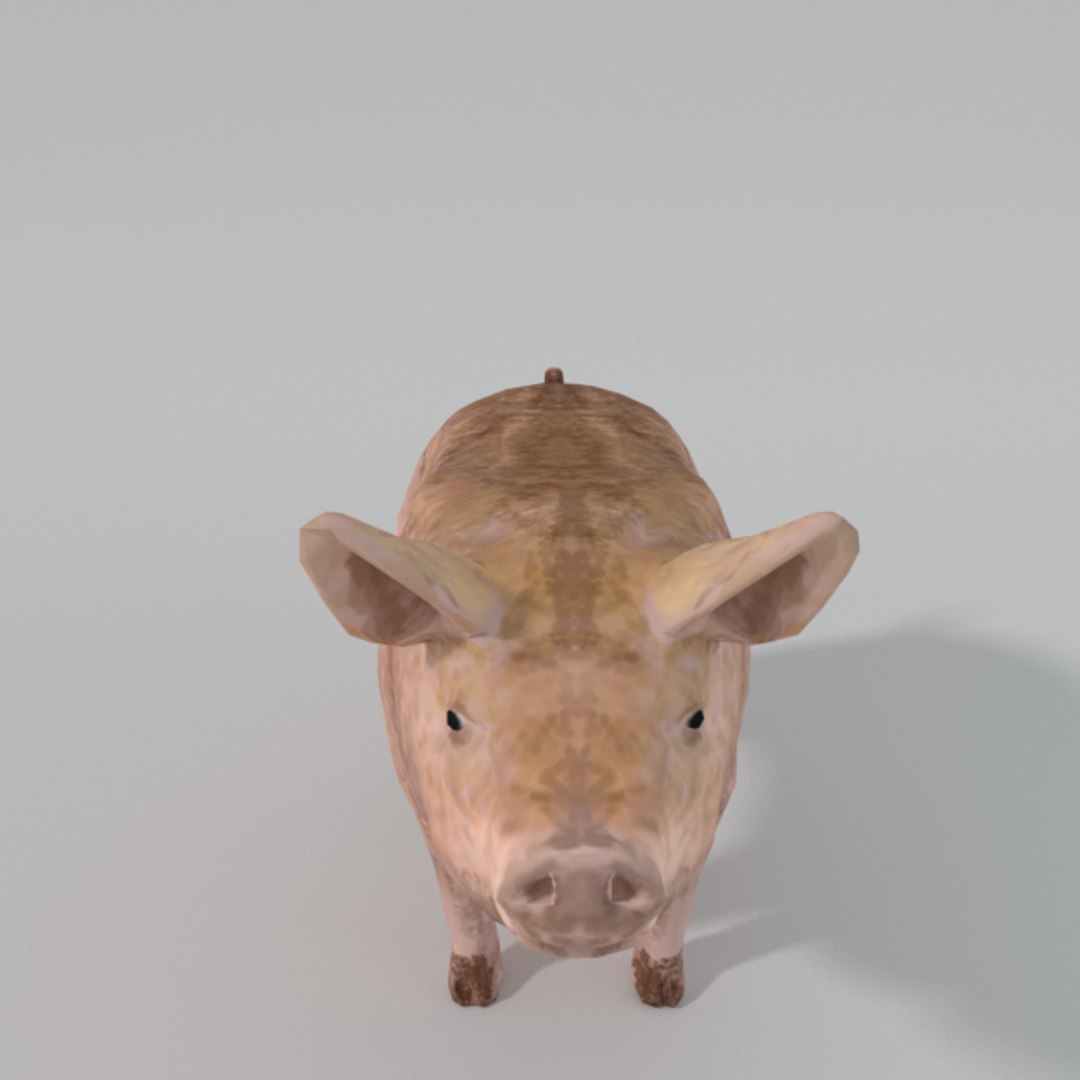 Standard pig 3D model - TurboSquid 1318860