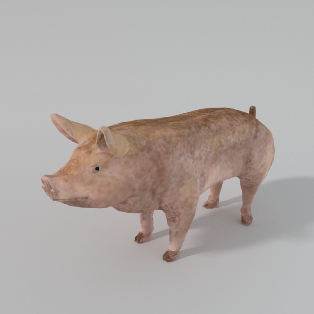 Standard pig 3D model - TurboSquid 1318860