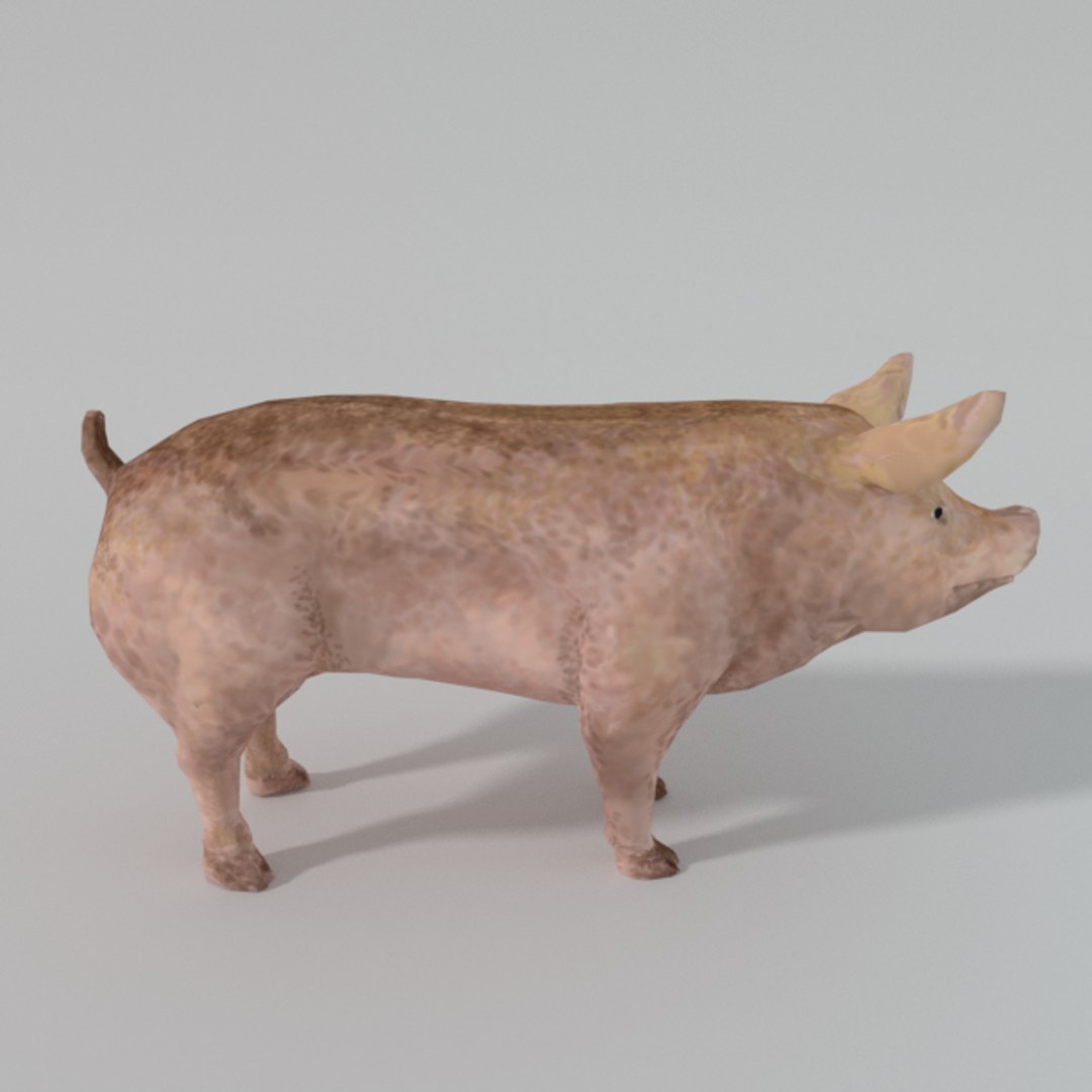 Standard pig 3D model - TurboSquid 1318860