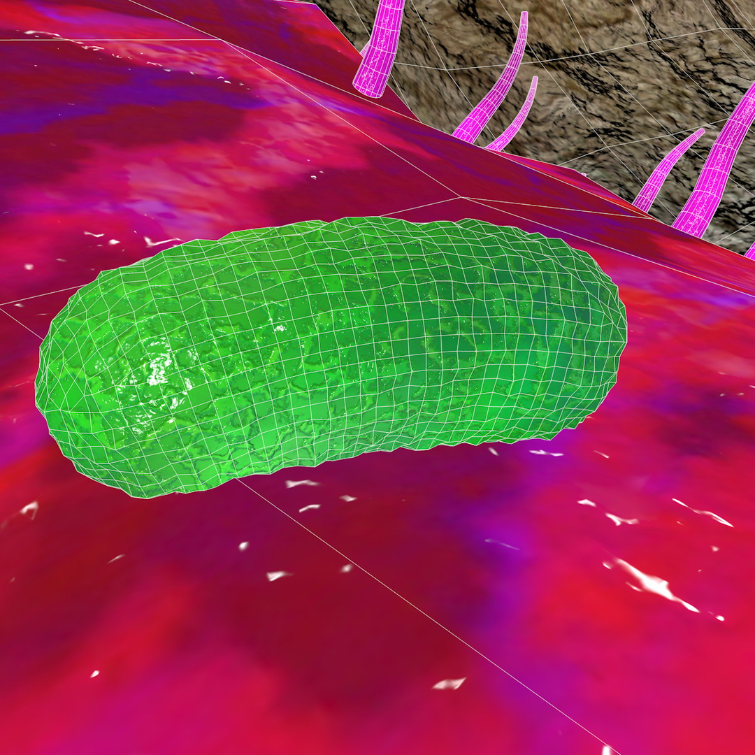 C4d Bacterium Covered Small Germs