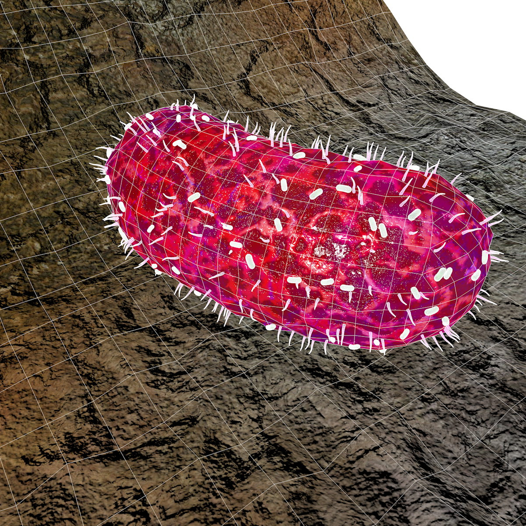 C4d Bacterium Covered Small Germs