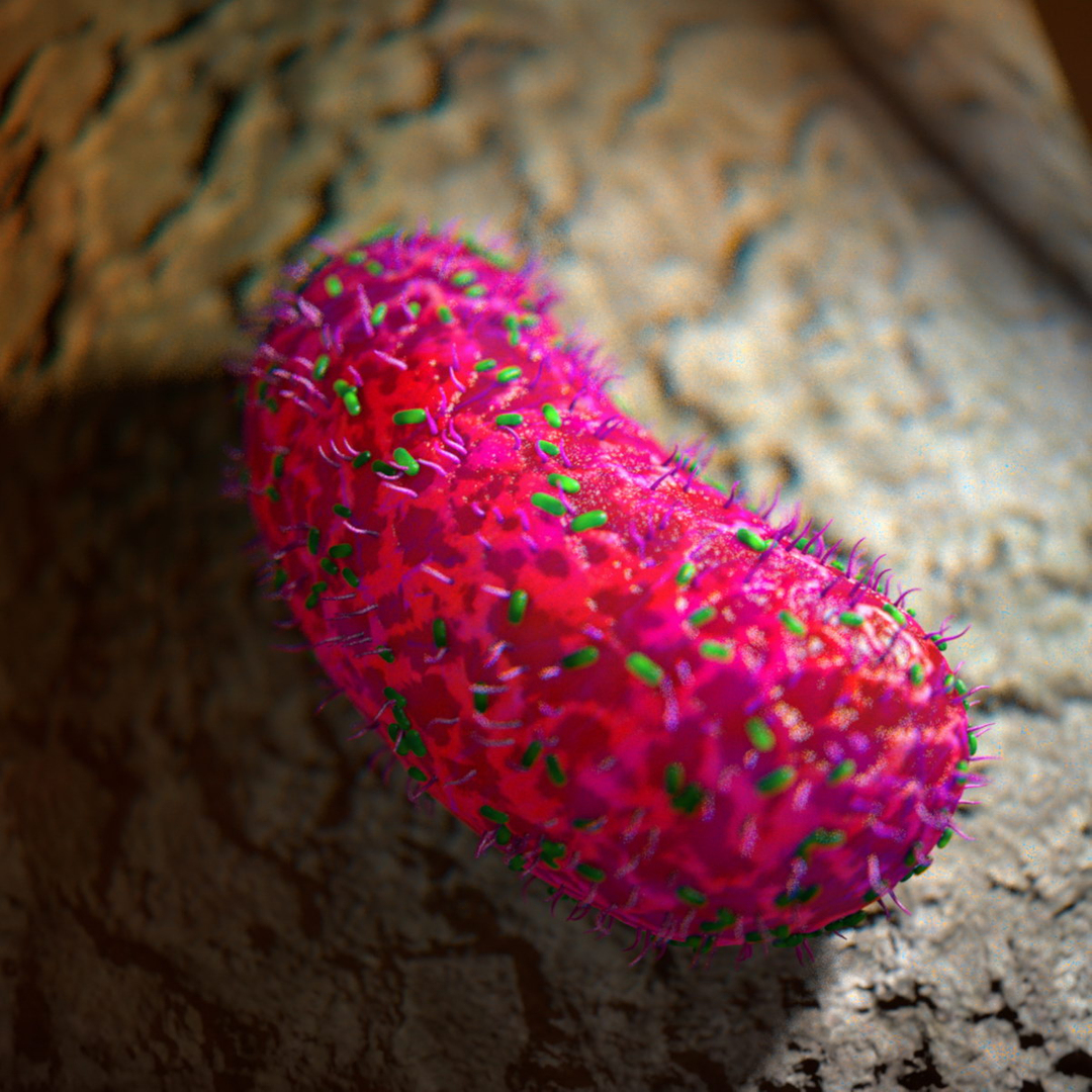 C4d Bacterium Covered Small Germs