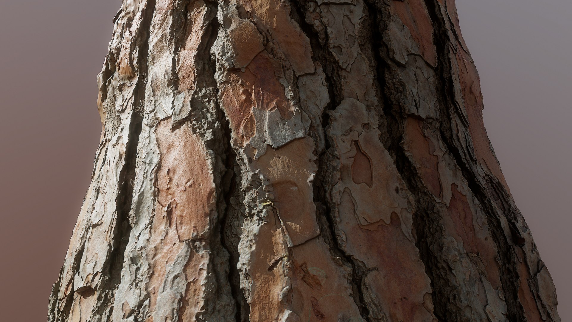 Bark Pine Tree Model - TurboSquid 1884671