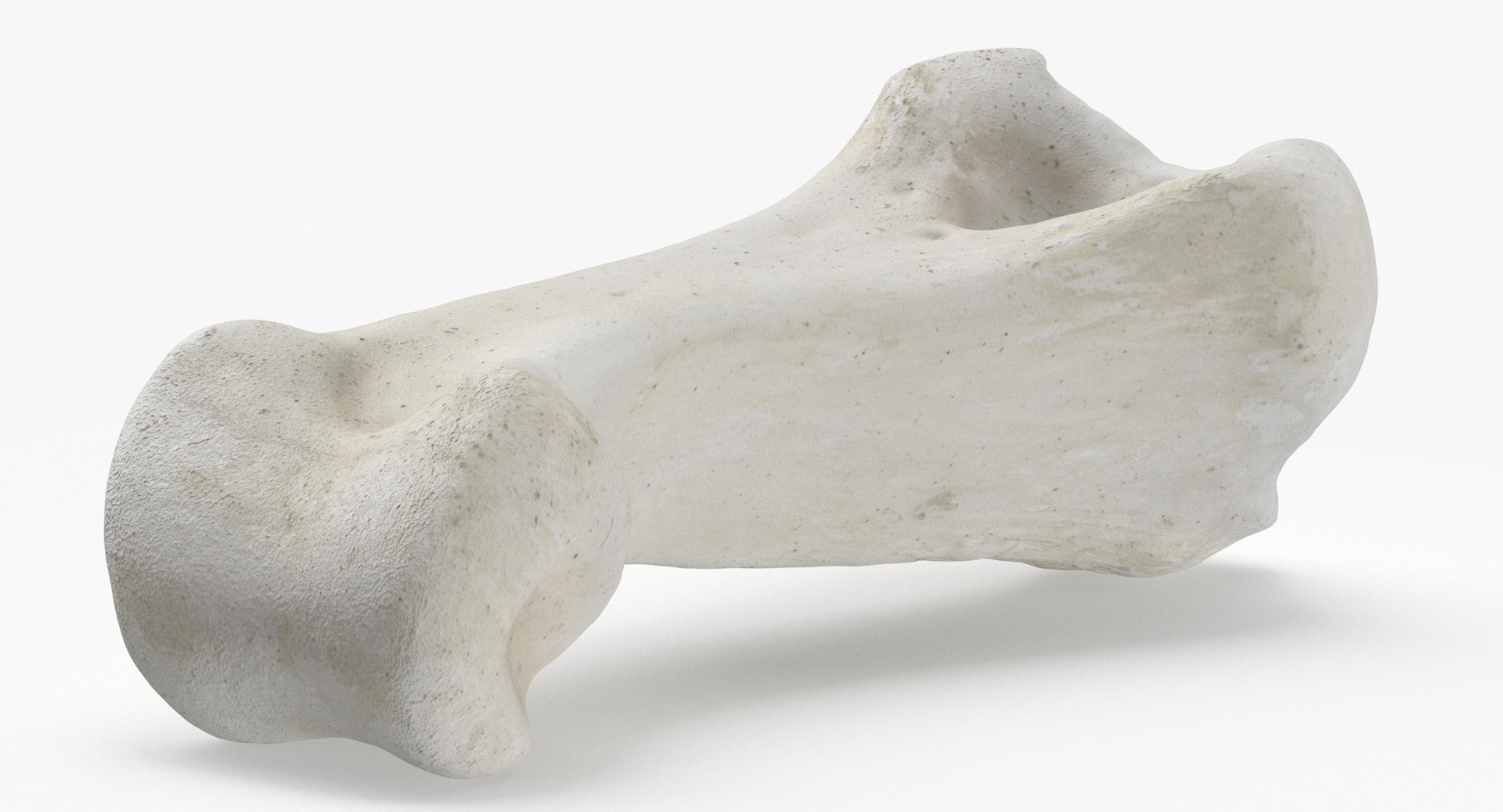 Domestic Cat Middle Phalanx Bone 3D - TurboSquid 1849007