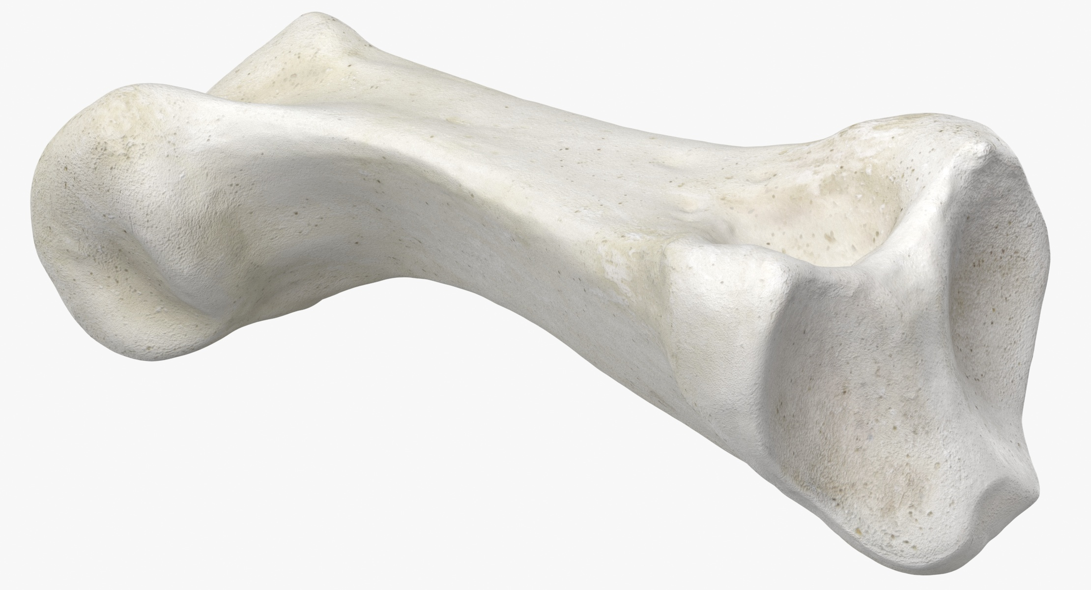 Domestic Cat Middle Phalanx Bone 3D - TurboSquid 1849007