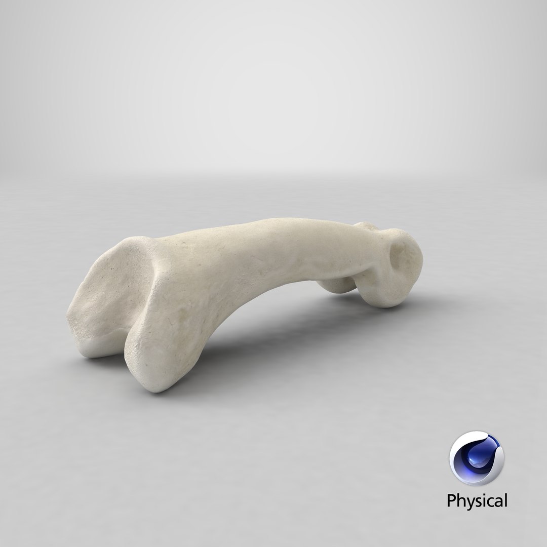Domestic Cat Middle Phalanx Bone 3D - TurboSquid 1849007