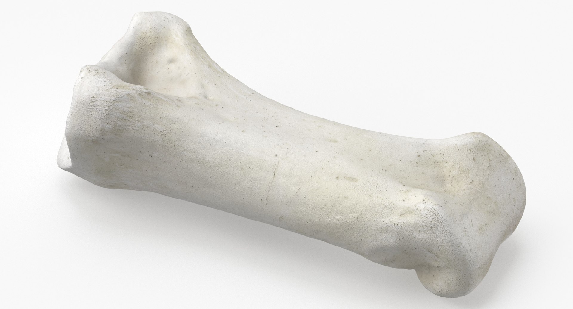 Domestic Cat Middle Phalanx Bone 3D - TurboSquid 1849007