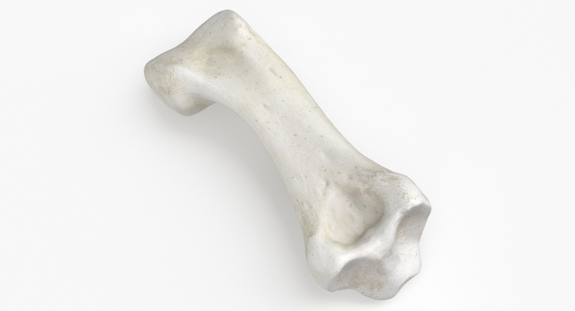 Domestic Cat Middle Phalanx Bone 3D - TurboSquid 1849007