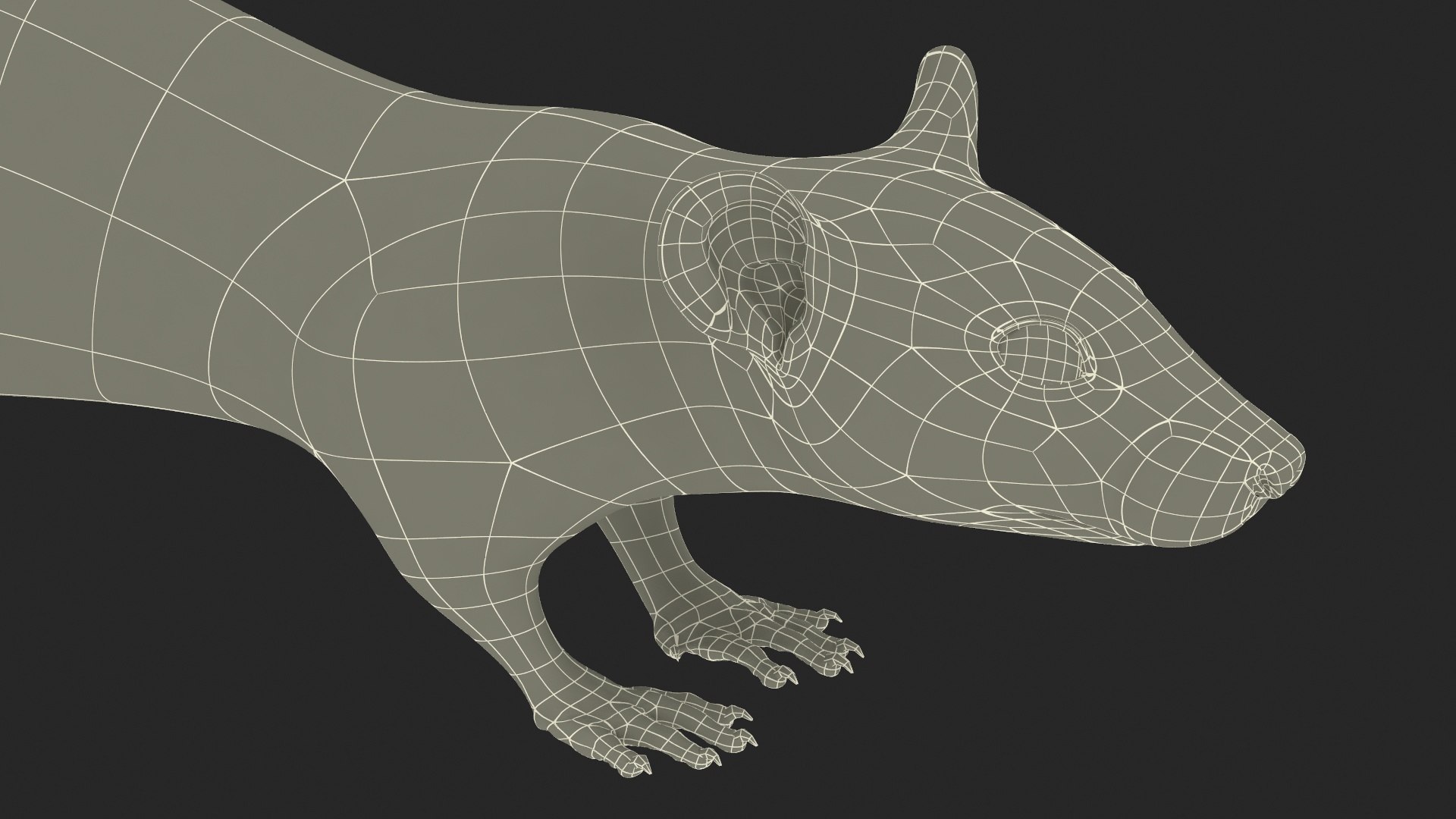 Realistic Rat With Fur 3D Model - TurboSquid 2317806