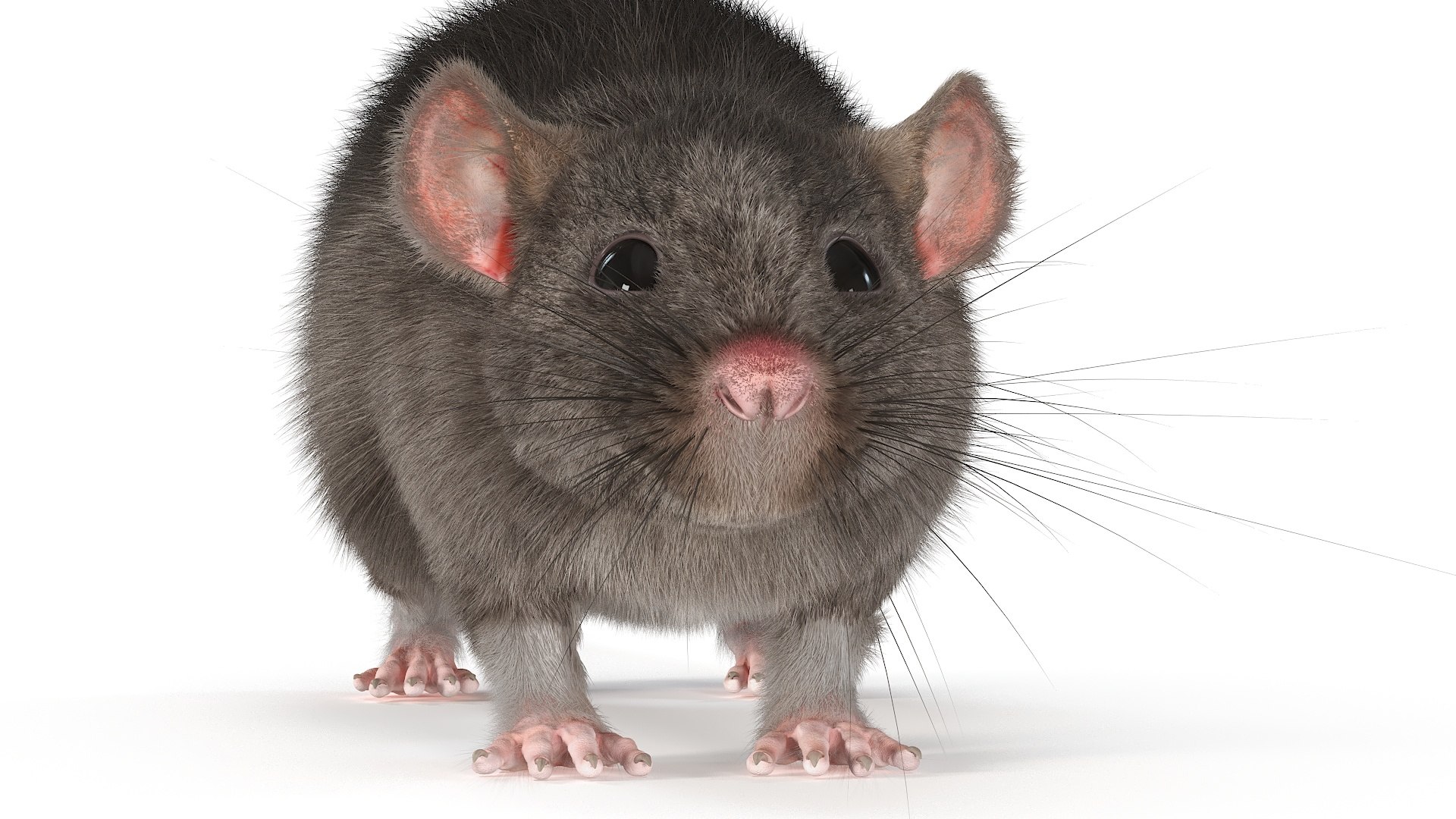 Realistic Rat With Fur 3D Model - TurboSquid 2317806