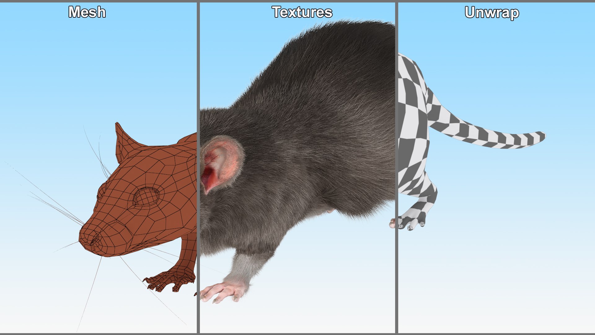 Realistic Rat With Fur 3D Model - TurboSquid 2317806