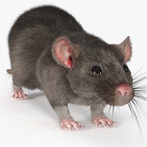 3D Rat Models - Browse & Download Formats - TurboSquid