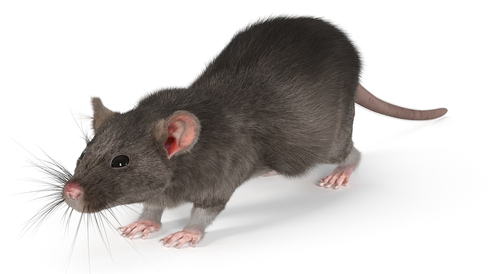 Realistic Rat With Fur 3D Model - TurboSquid 2317806