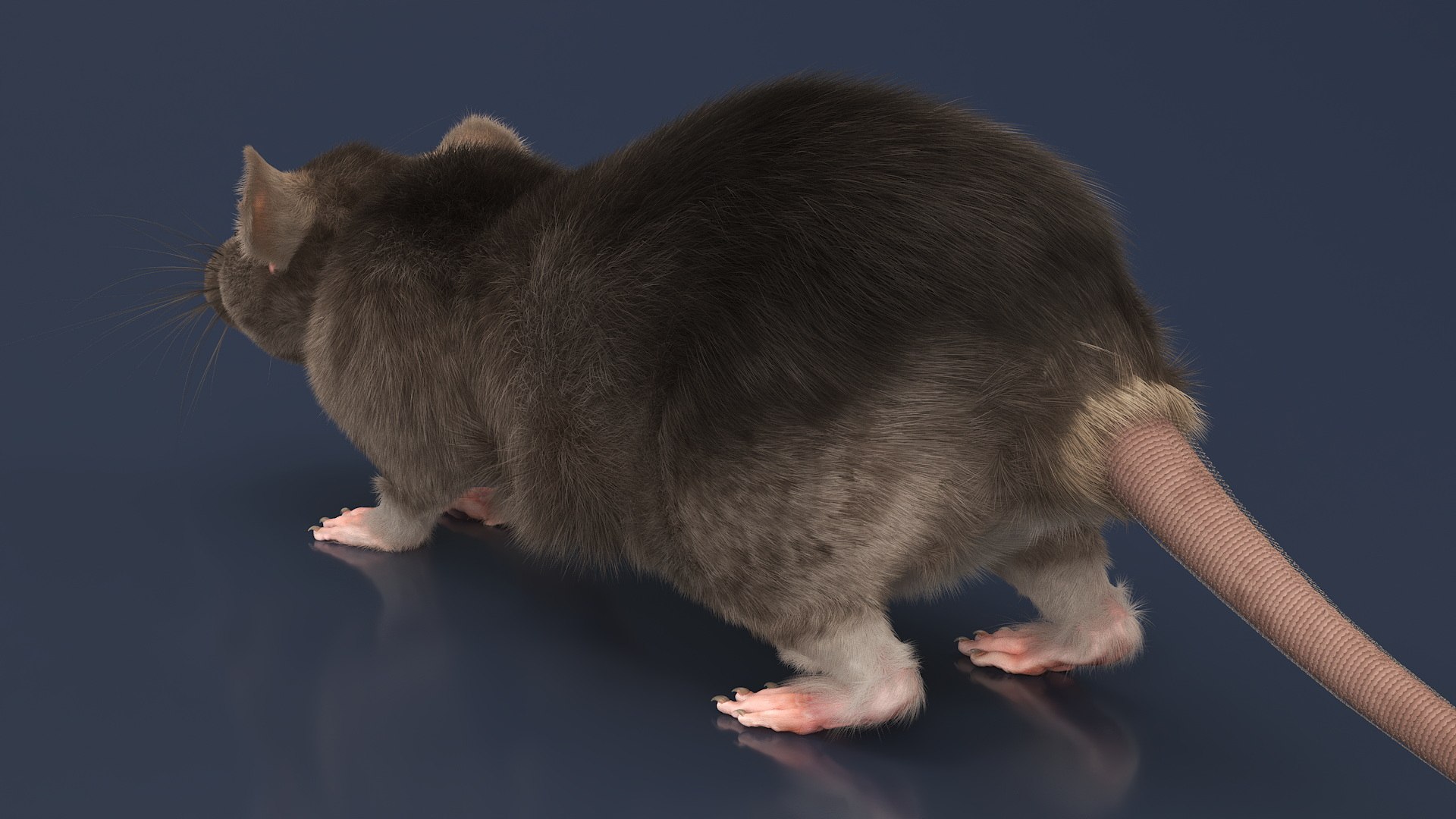 Realistic Rat With Fur 3D Model - TurboSquid 2317806