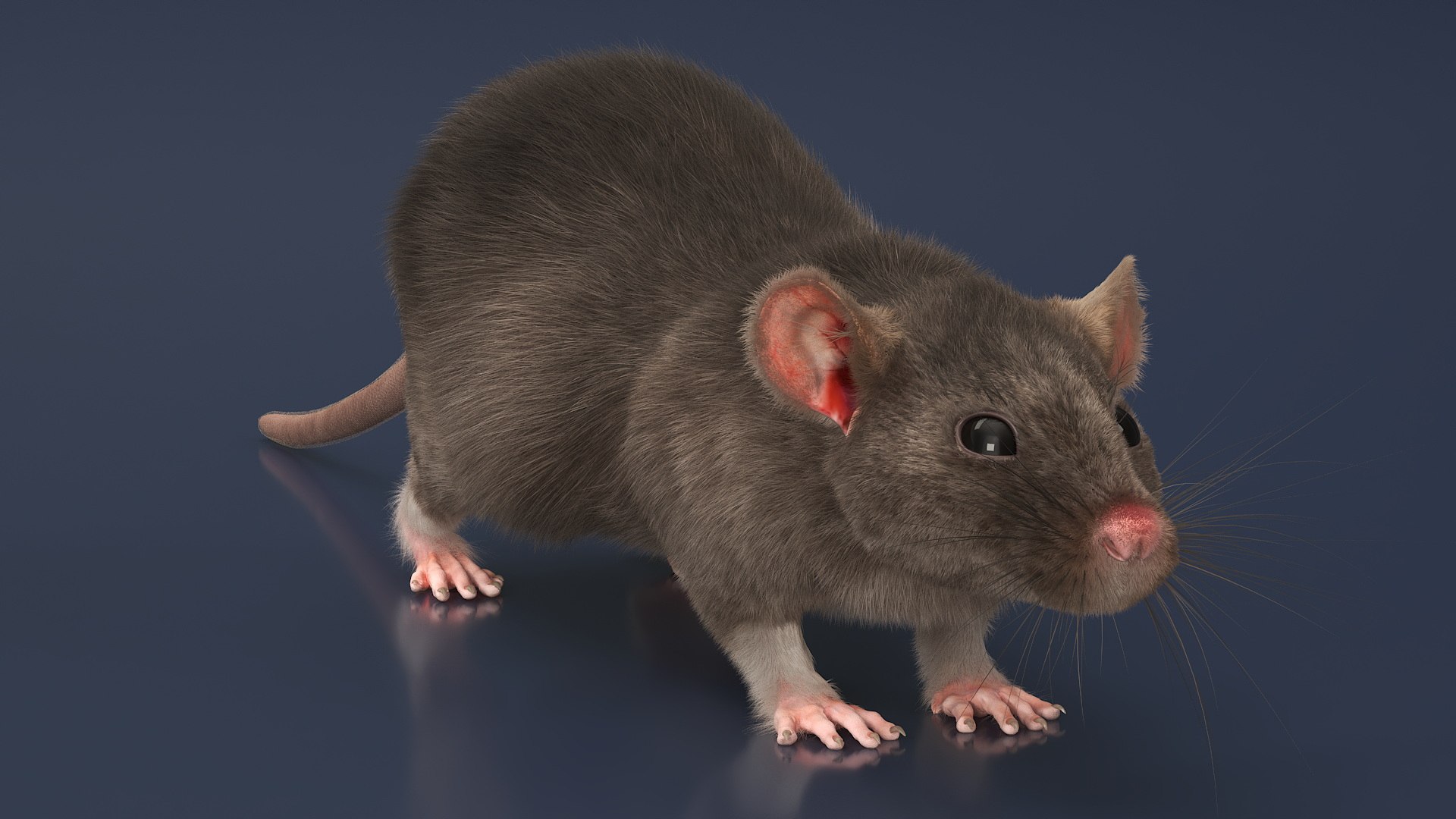 Realistic Rat With Fur 3D Model - TurboSquid 2317806