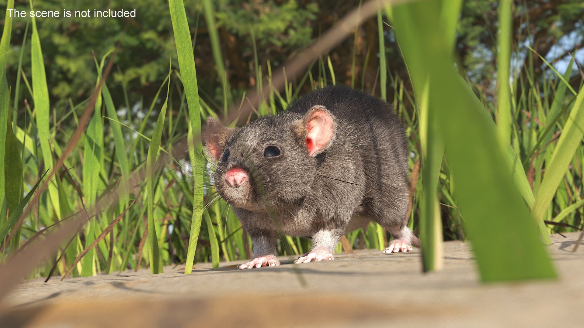 Realistic Rat With Fur 3D Model - TurboSquid 2317806