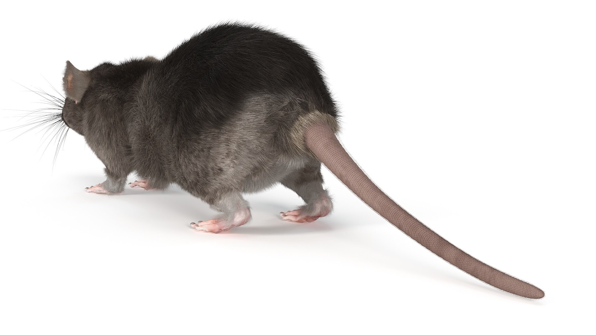 Realistic Rat With Fur 3D Model - TurboSquid 2317806