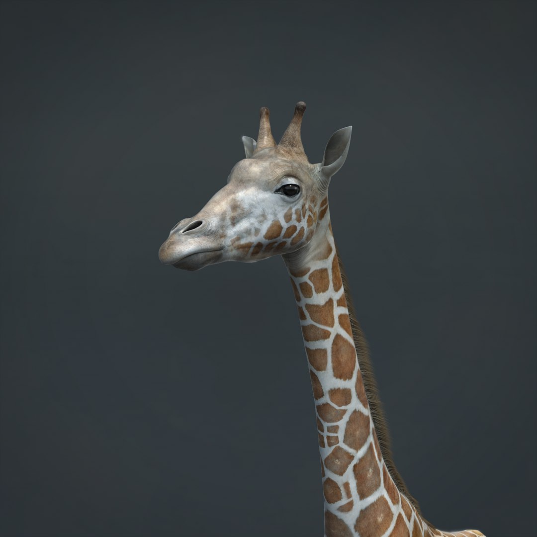 3d Realistic Giraffe