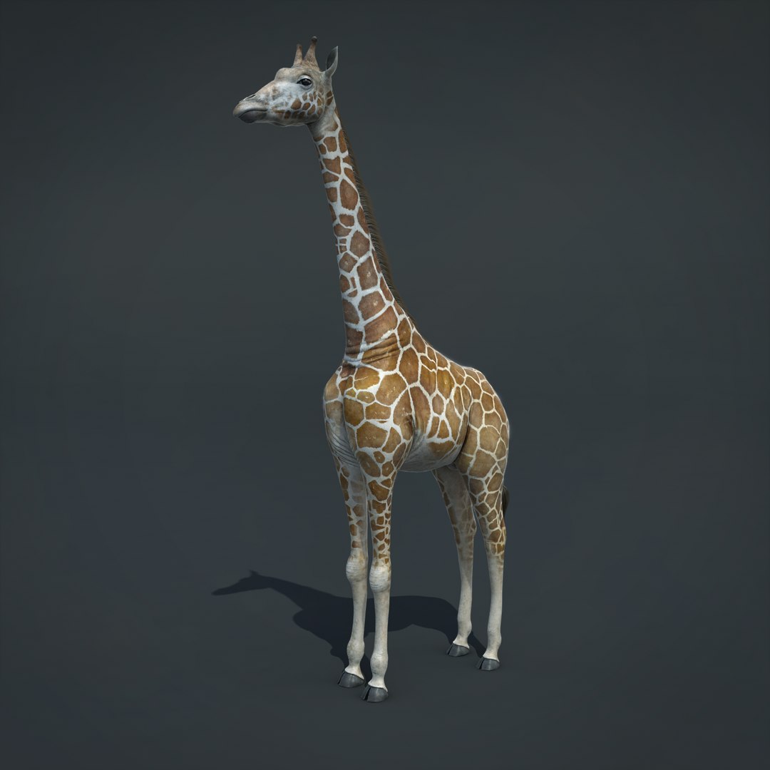 3d Realistic Giraffe