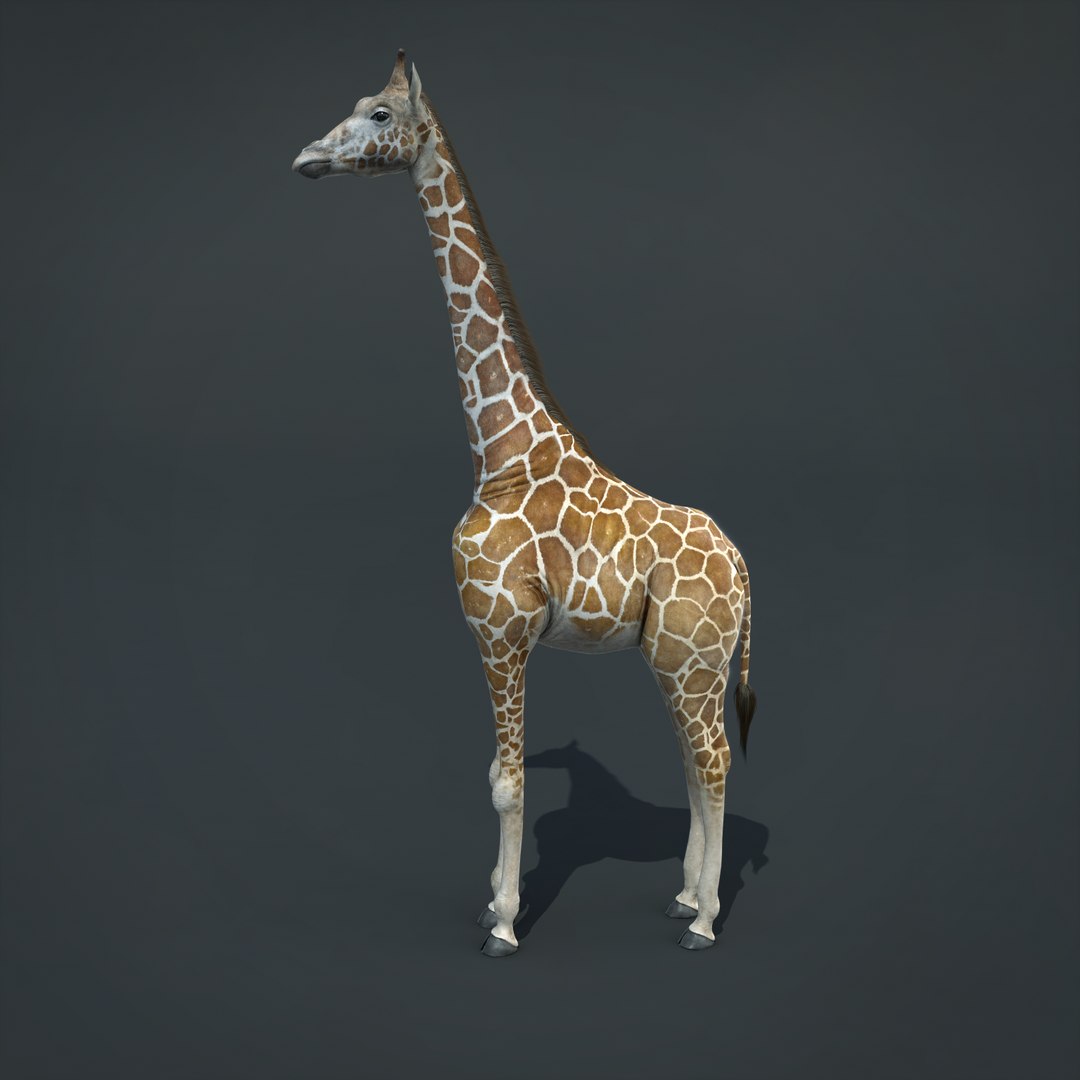 3d Realistic Giraffe