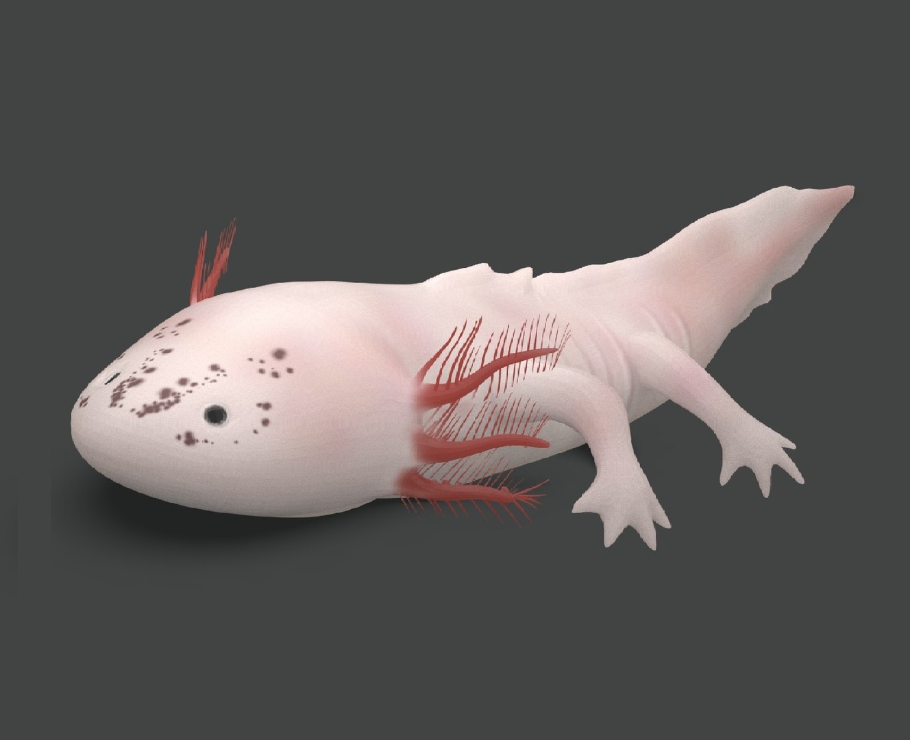 Axolotl 3D Model - TurboSquid 2322512