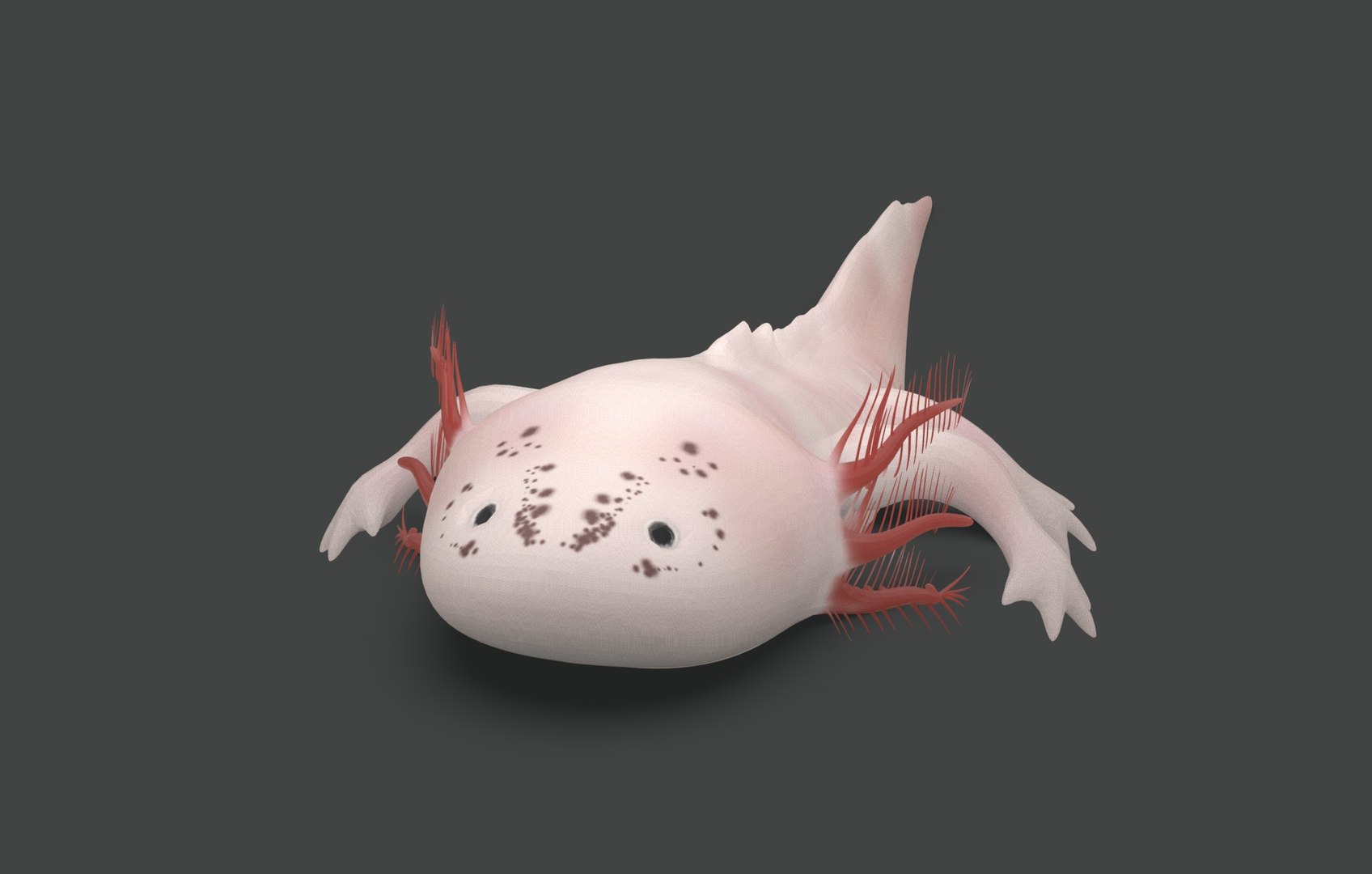 Axolotl 3D Model - TurboSquid 2322512