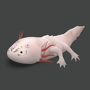 3D Axolotl Models - Browse & Download Formats - TurboSquid
