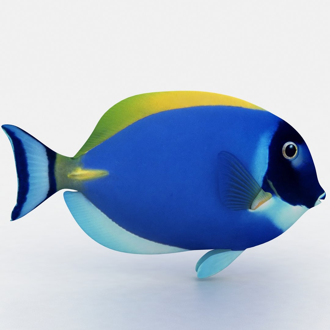 Tang Blue Fish 3d Max