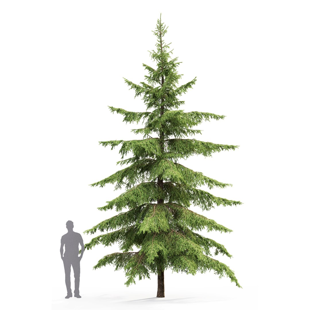 Spruce Tree Nature 3D Model - TurboSquid 1694093