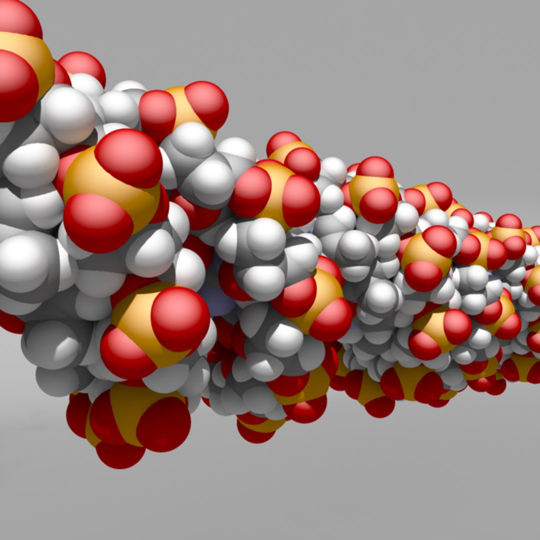 Dna Molecule 3d Model