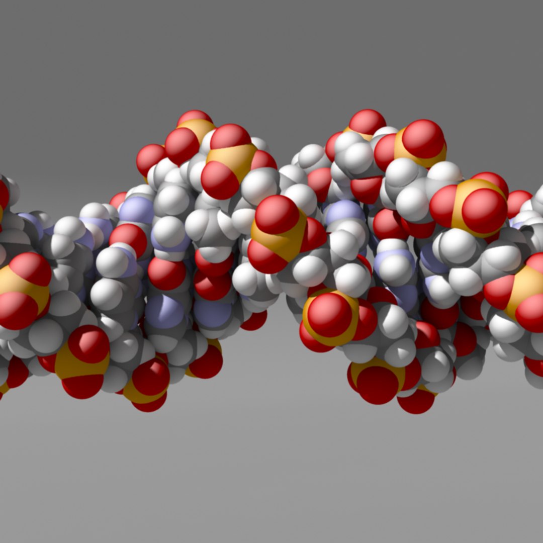 Dna Molecule 3d Model