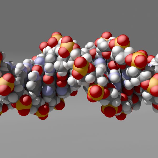 dna molecule 3d model