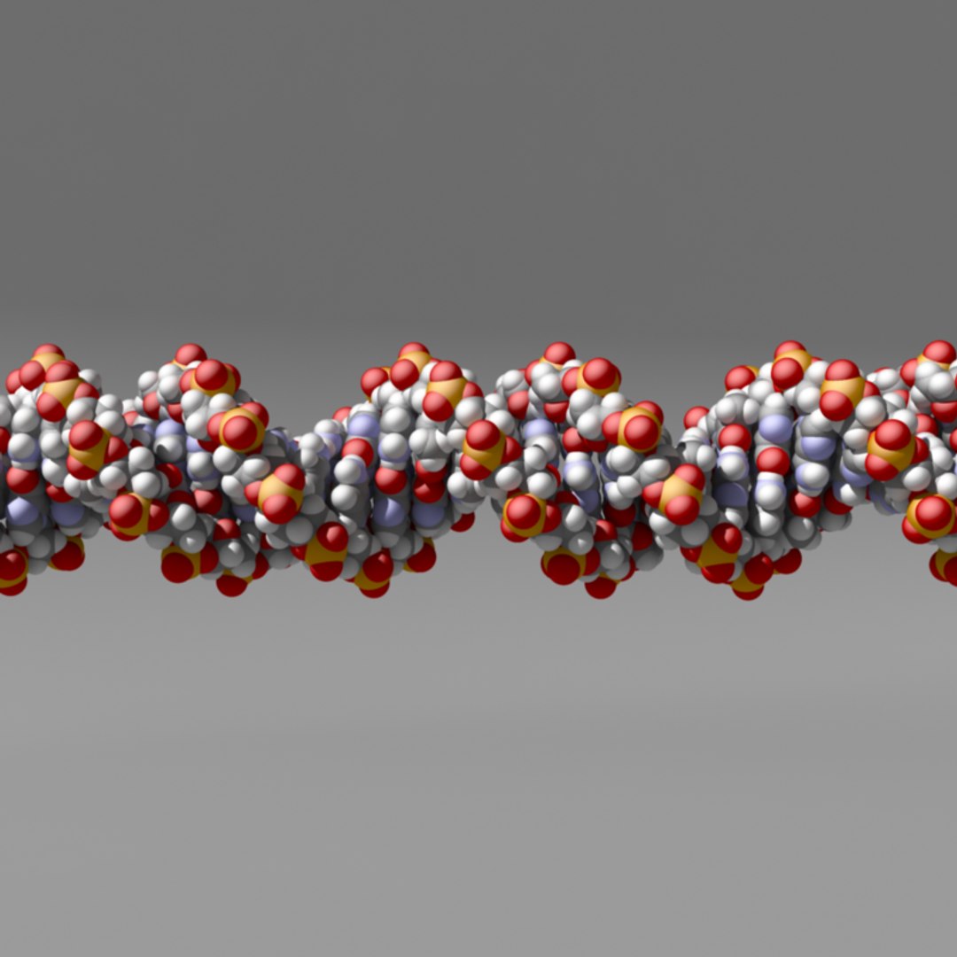 Dna Molecule 3d Model