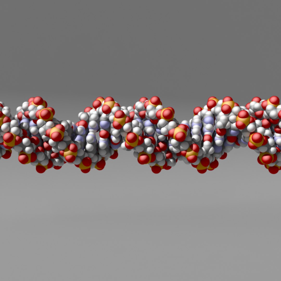Dna Molecule 3d Model