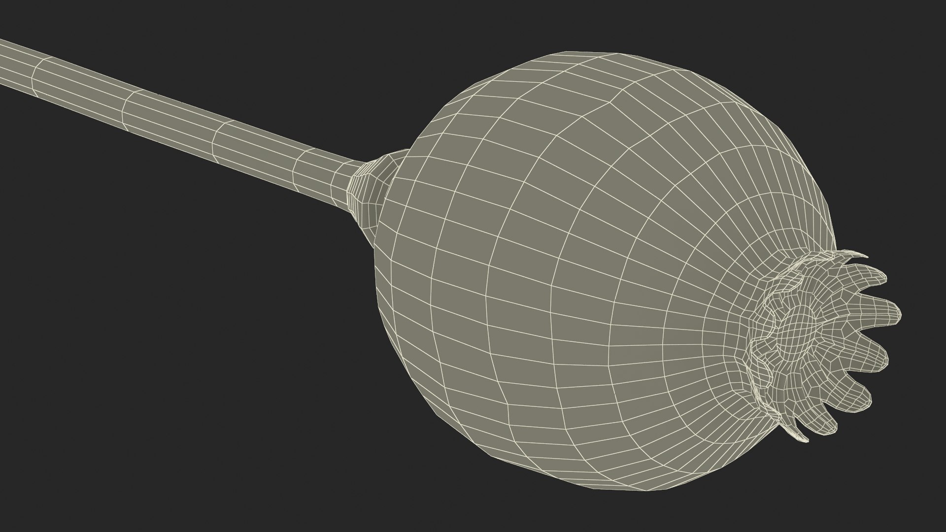 Dry Poppy Seed Plant 3D model - TurboSquid 2007270