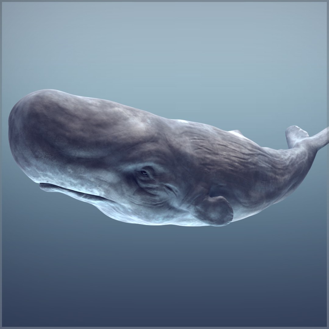 3d Model Sperm Whale