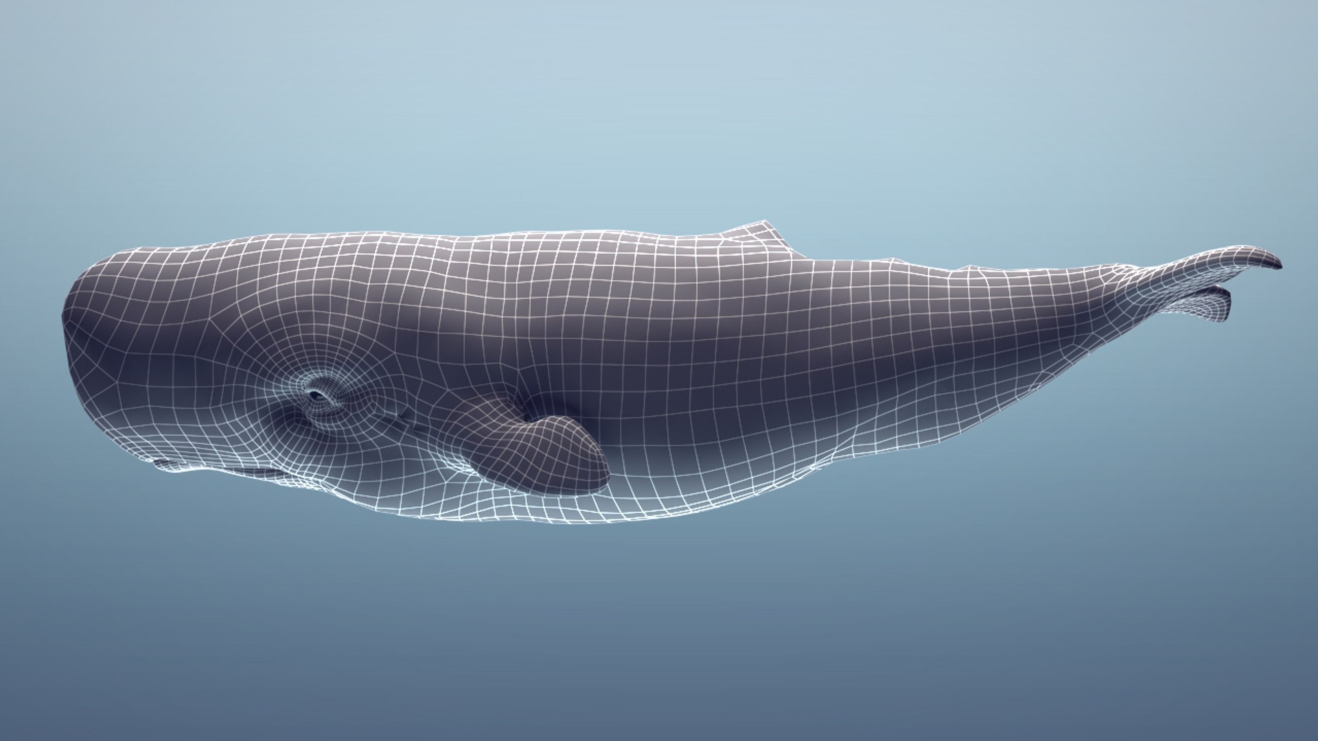 3d Model Sperm Whale
