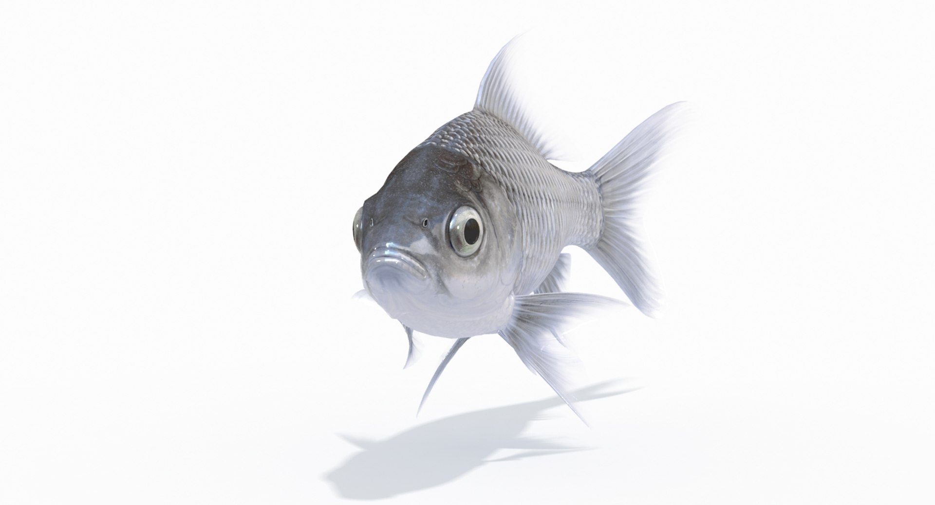 Silver Fish Animation 3D Model - TurboSquid 1180111